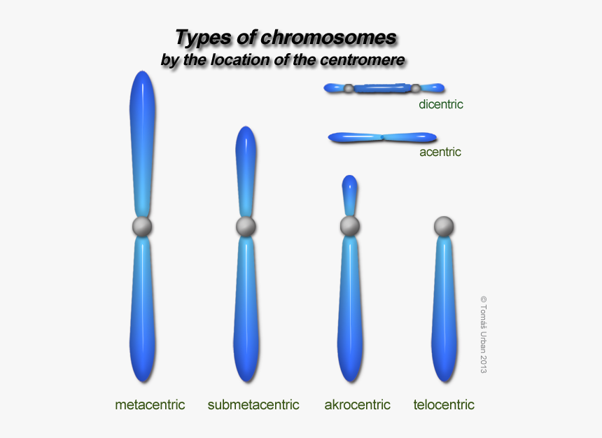 Types Of Chromosomes On The Basis Of Centromere, HD Png Download ...