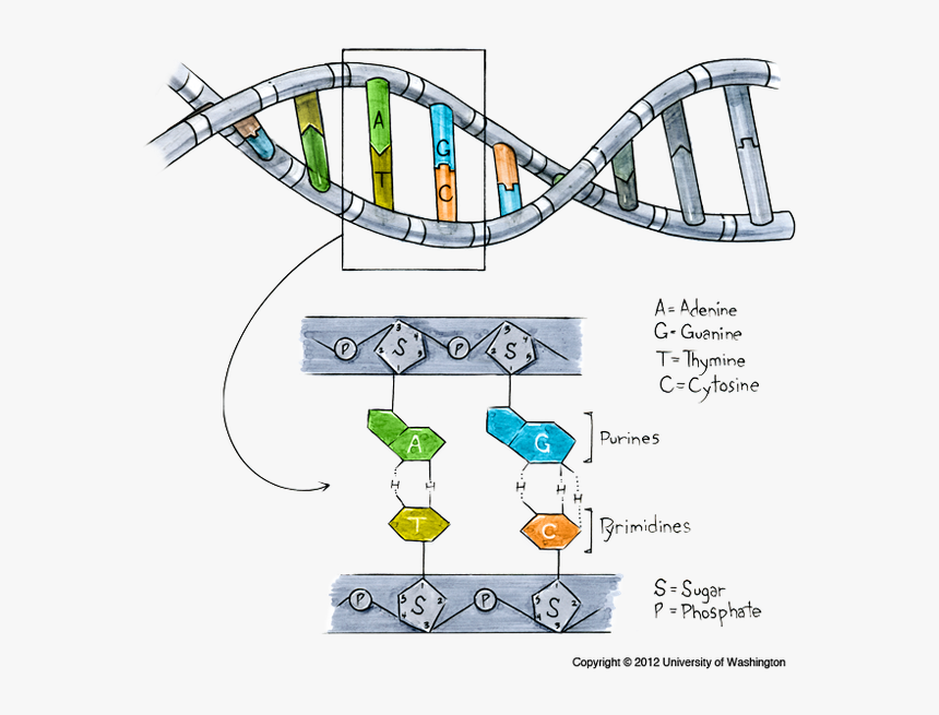 Transparent Dna Clipart Png - Allele In Dna Diagram, Png Download ...