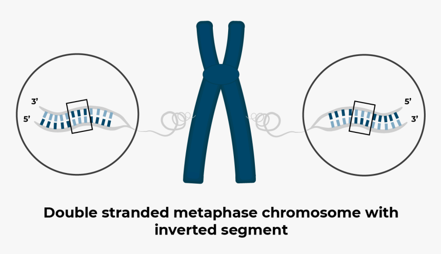 Chromosome With Inversion - Circle, HD Png Download , Transparent Png ...