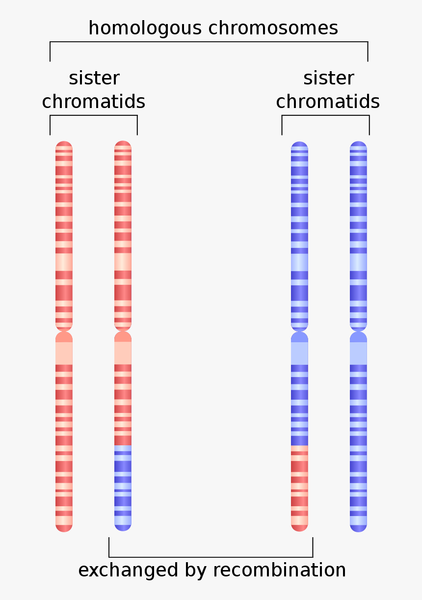 Chromatin And Chromosomes