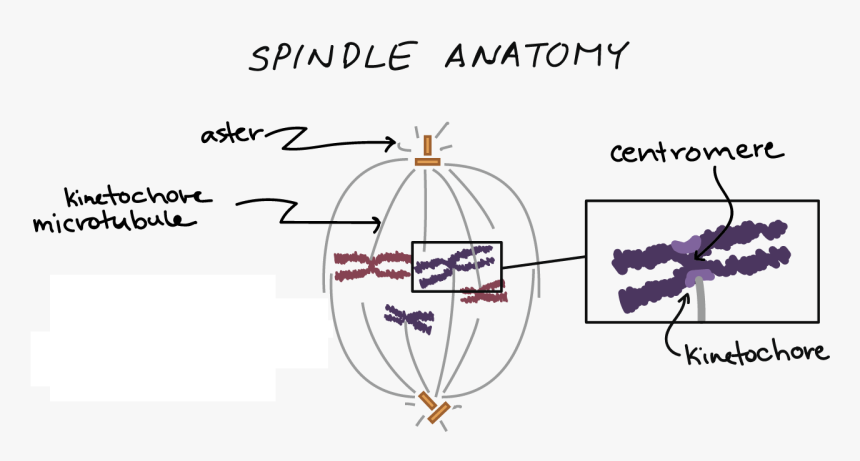 Chromatin Drawing Chromatid Chromosome Centromere - Mitosis, HD Png ...