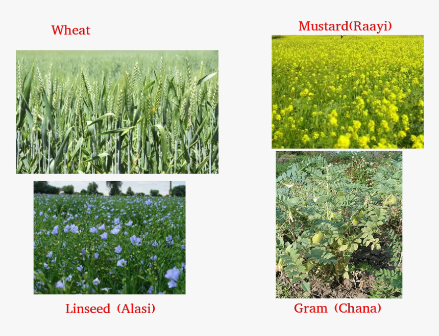 Wheat, Gram, Pea, Mustard, Linseed - Wheat Gram Pea Mustard, HD Png ...