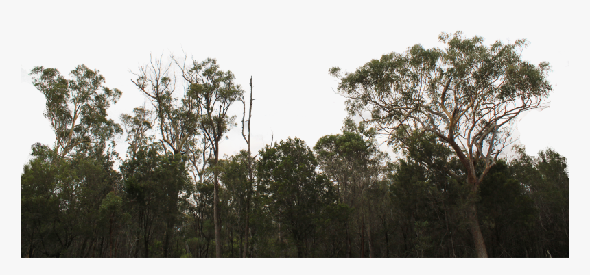 Transparent Grassy Hill Png - Transparent Tree Line Png, Png Download ...