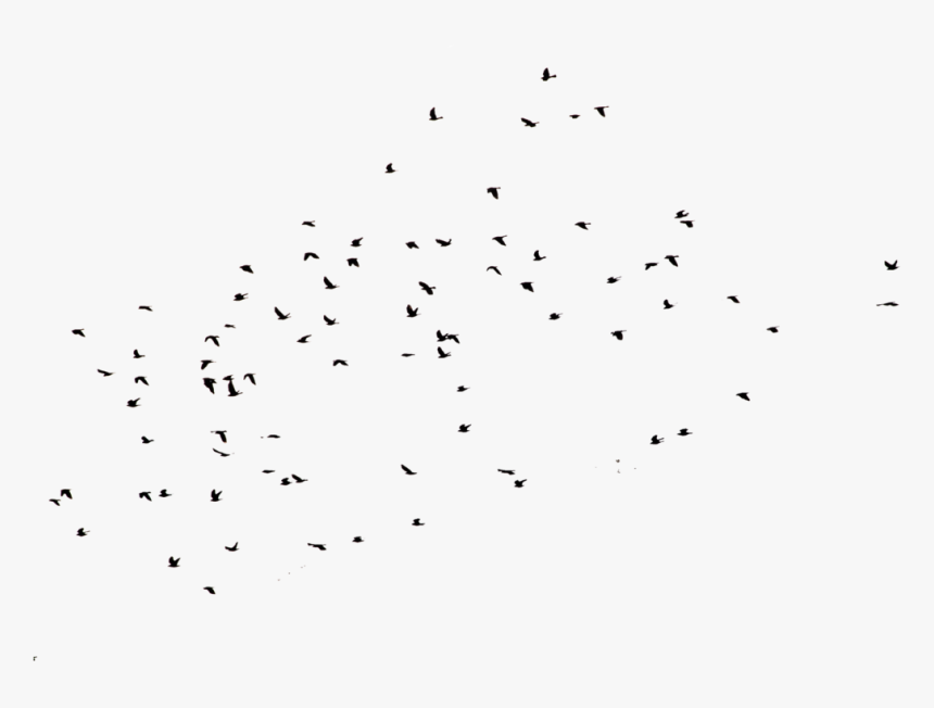 Crows Png Page - Flock, Transparent Png , Transparent Png Image - PNGitem