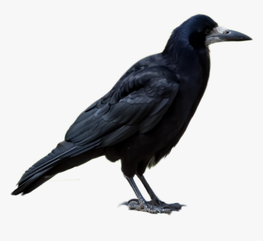 Slika Vrane, HD Png Download , Transparent Png Image - PNGitem