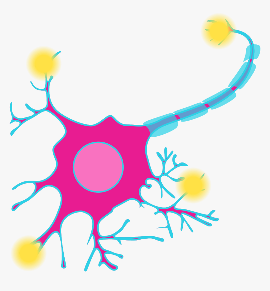 Neuron Cell Diagram, HD Png Download , Transparent Png Image - PNGitem