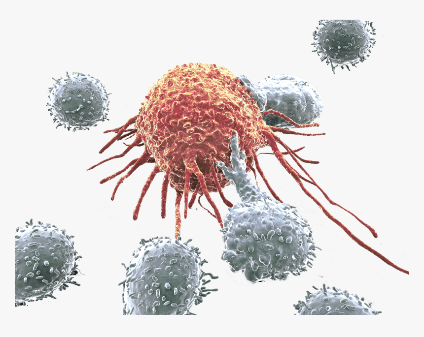 Transparent Cancer Cell Clipart - Cancer Cells Picture Transparent, HD ...