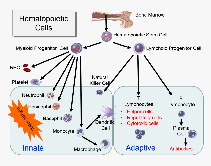 Innate Vs Adaptive Immunity Chart, HD Png Download , Transparent Png ...