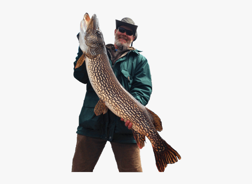 Walleye - Catching Fish Png, Transparent Png , Transparent Png Image ...