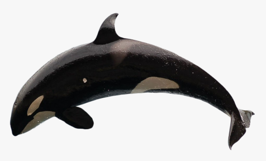 Killer Whale No Background, HD Png Download , Transparent Png Image ...