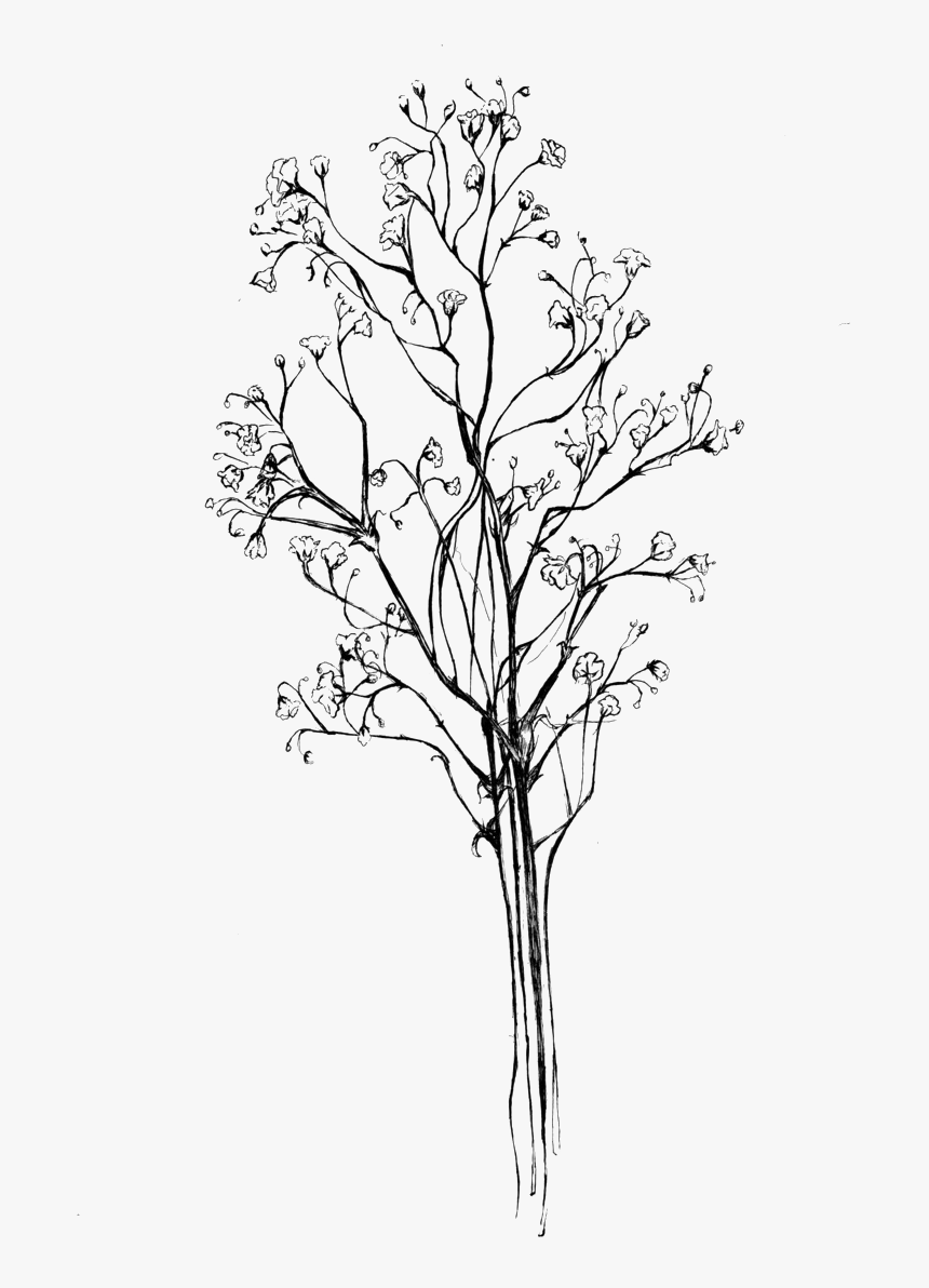 Drawing Baby S Breath Png , Png Download - Baby Breath Flower Png, Transparent Png , Transparent ...