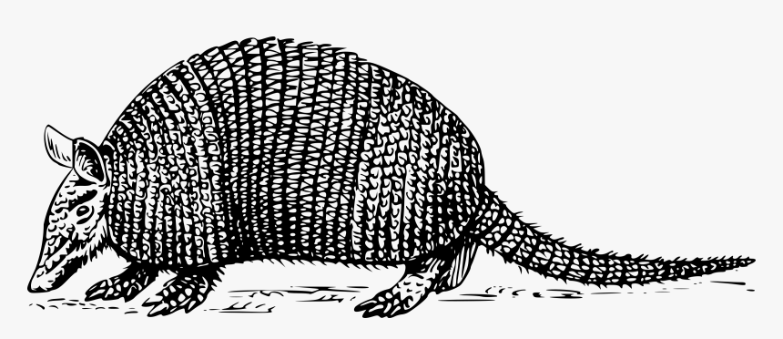Armadillo Png Black And White - Black And White Armadillo, Transparent ...