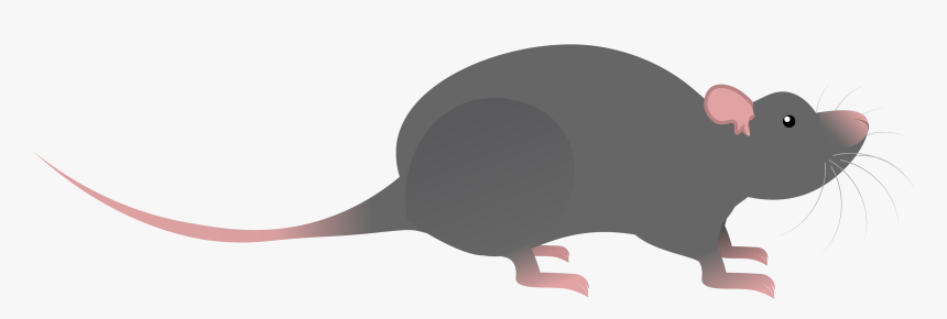 Transparent Rat Png, Png Download , Transparent Png Image - PNGitem