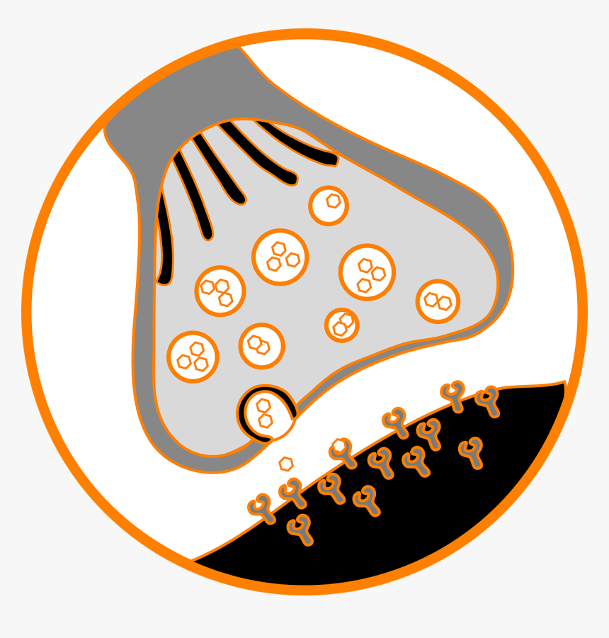 Synapse Clipart, HD Png Download , Transparent Png Image - PNGitem