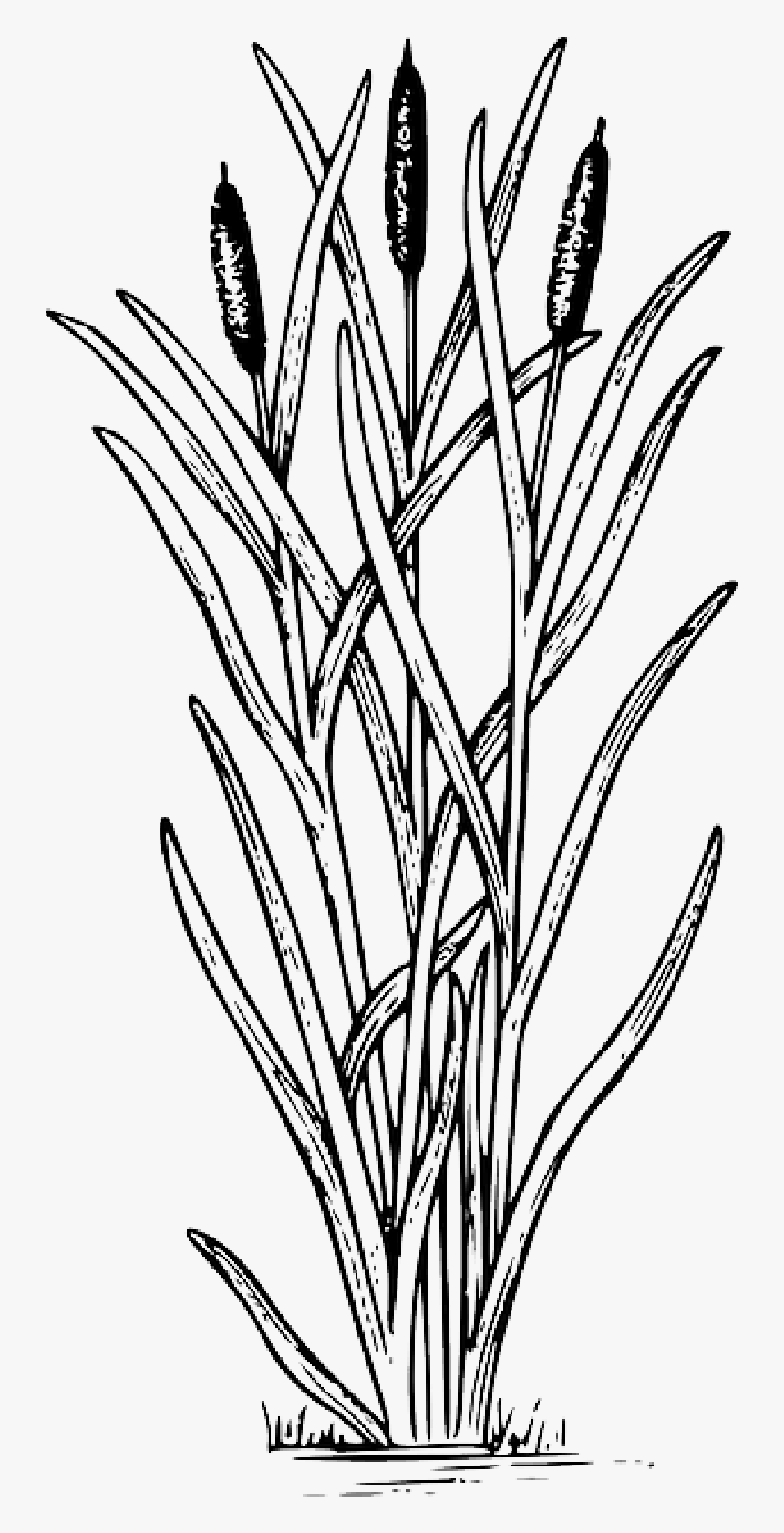 Drawing Cattail Clip Art Image - Cattail Clipart, HD Png Download ...