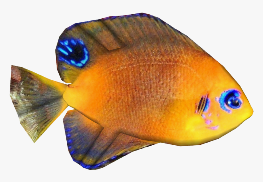 Snapper, HD Png Download , Transparent Png Image - PNGitem