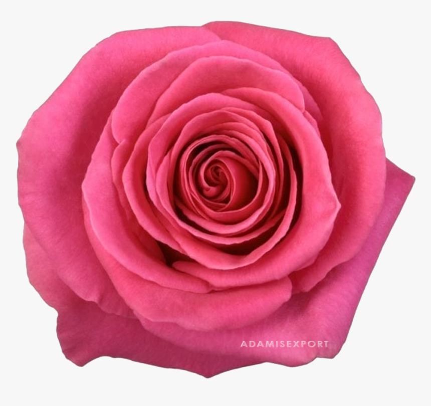 Pink Floyd Png, Transparent Png , Transparent Png Image - PNGitem