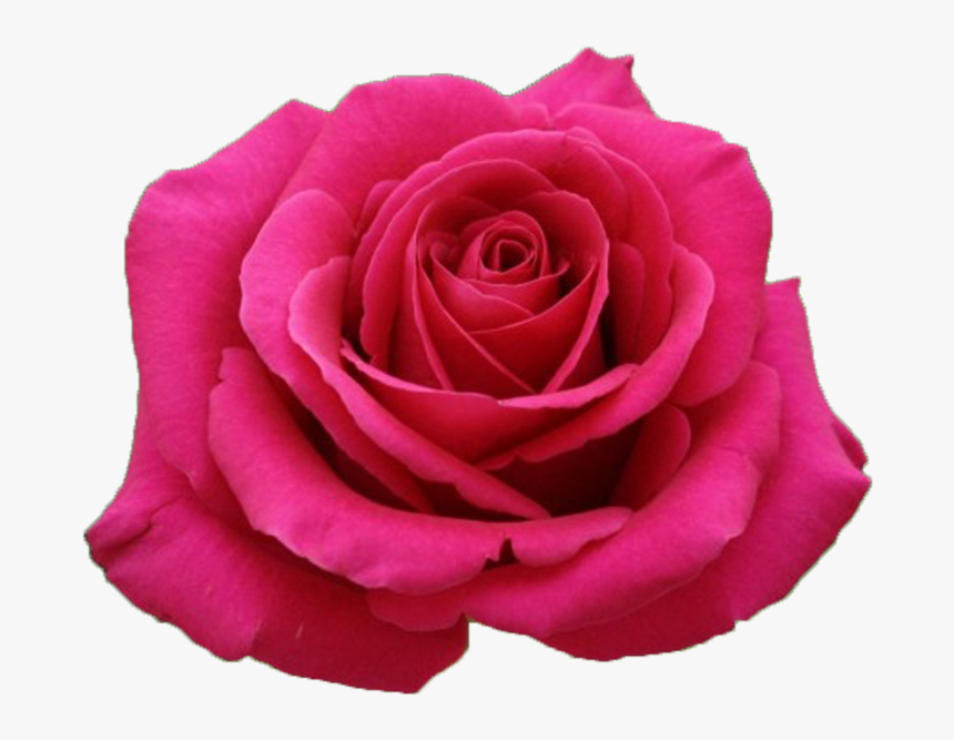Hot Pink Rose, HD Png Download , Transparent Png Image - PNGitem
