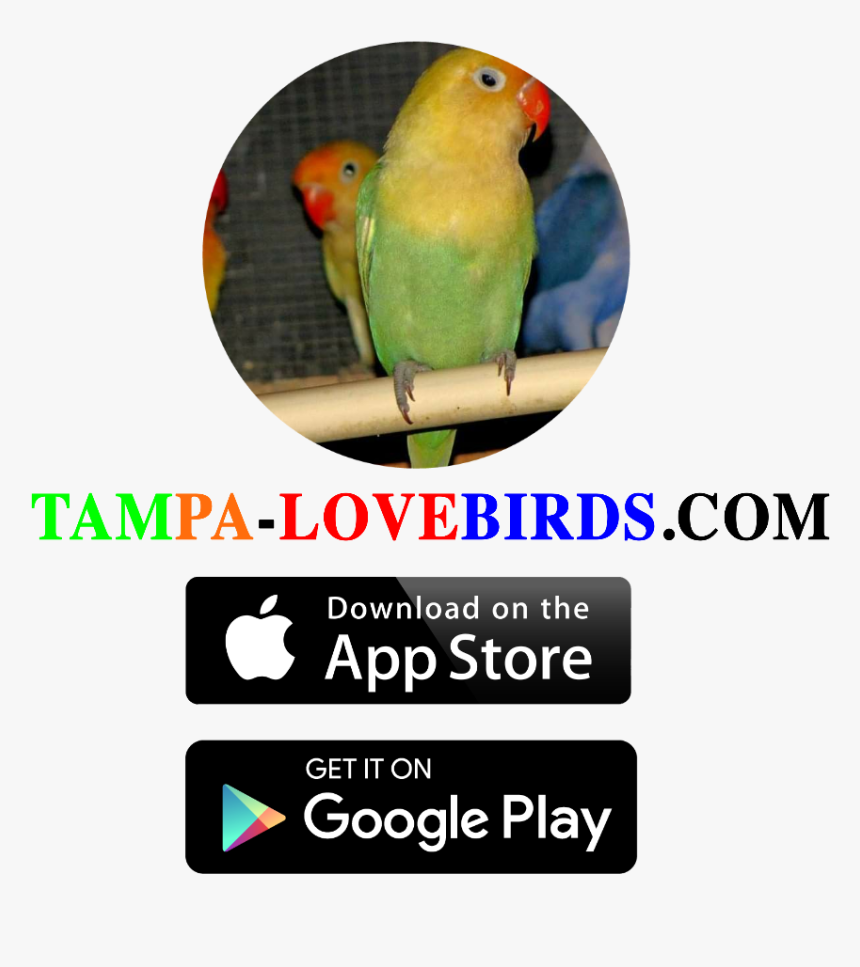 Qr Code For App Store And Google Play, Hd Png Download, Transparent Png ...