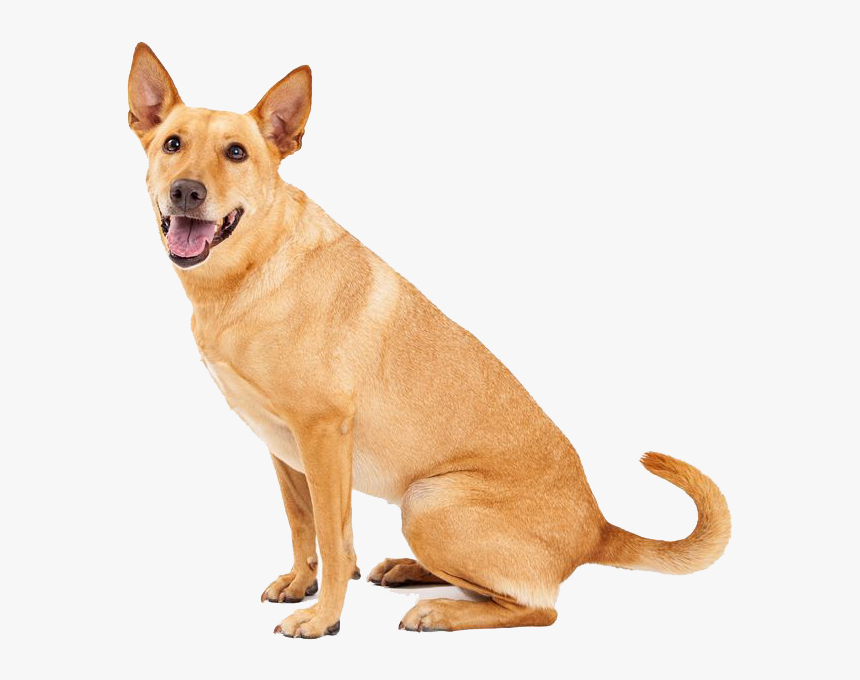 Doge.png, Transparent Png , Transparent Png Image - PNGitem