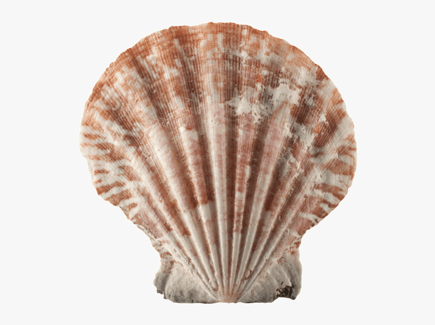 Transparent Sea Shells Png, Png Download , Transparent Png Image - PNGitem