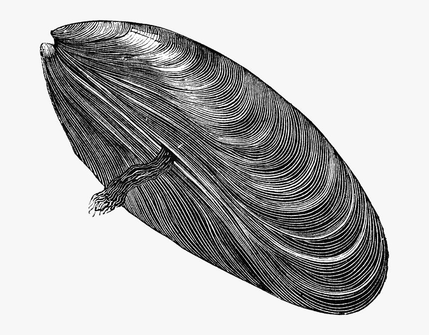 Download Mussel Png Free Download, Transparent Png , Transparent Png ...
