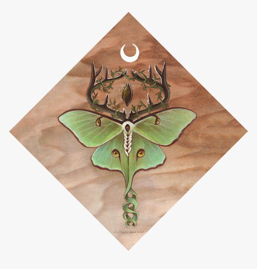 Ancestor Moth, HD Png Download , Transparent Png Image - PNGitem