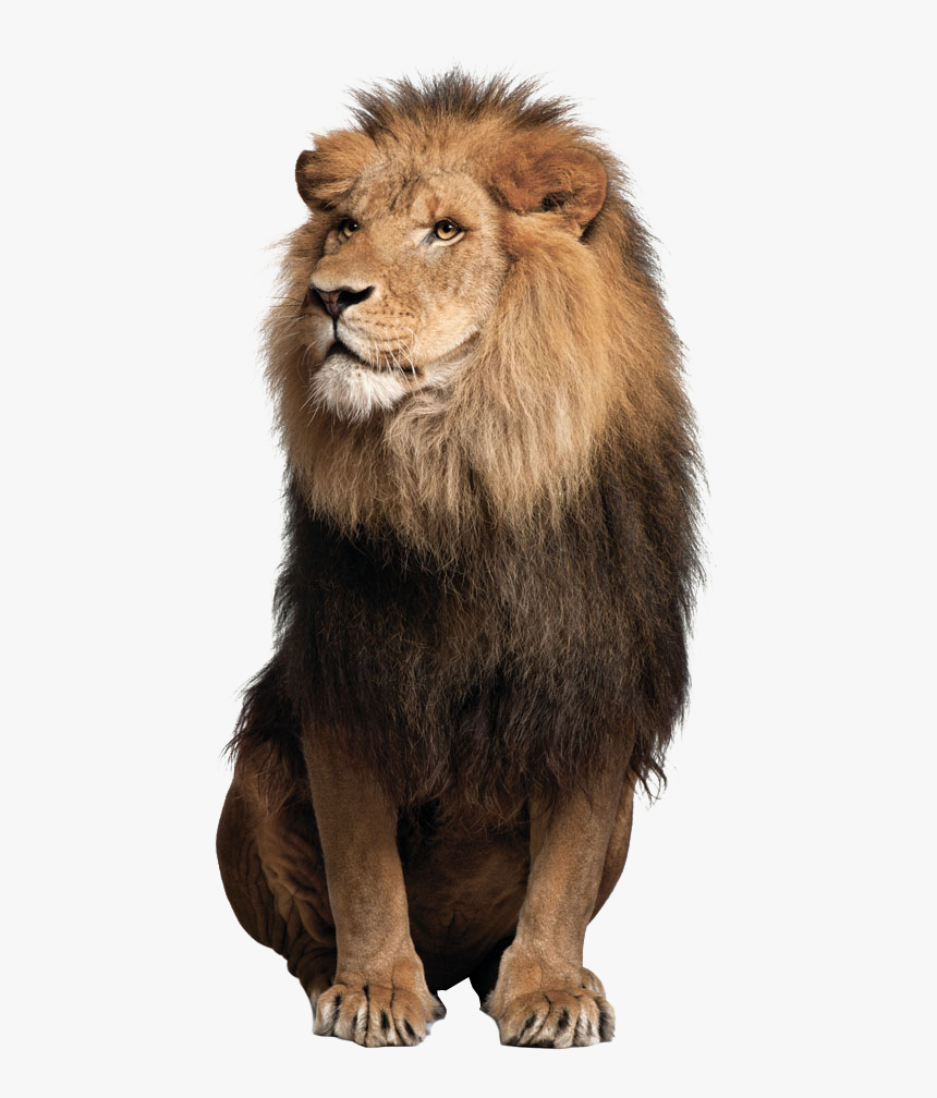Lion Png Image - Lion Png Images Hd, Transparent Png , Transparent Png ...