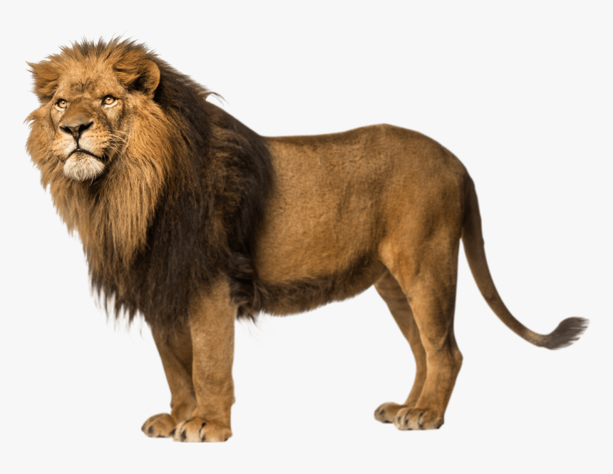 Lion Png - Do Not Correct A Fool Quotes, Transparent Png , Transparent ...