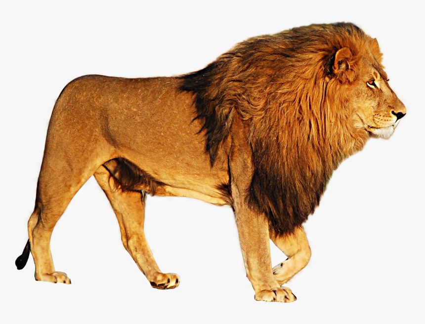 Lion Png Image - Lion With No Background, Transparent Png , Transparent ...