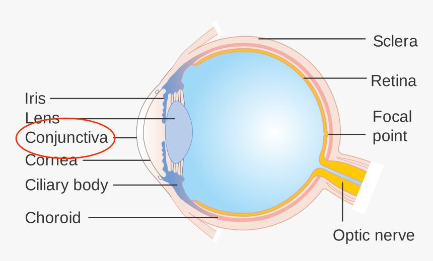Parts Of Eye - Eye, HD Png Download , Transparent Png Image - PNGitem