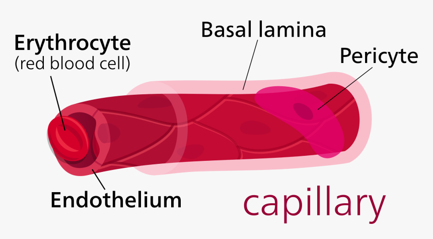 Parts Of A Capillary, HD Png Download , Transparent Png Image - PNGitem
