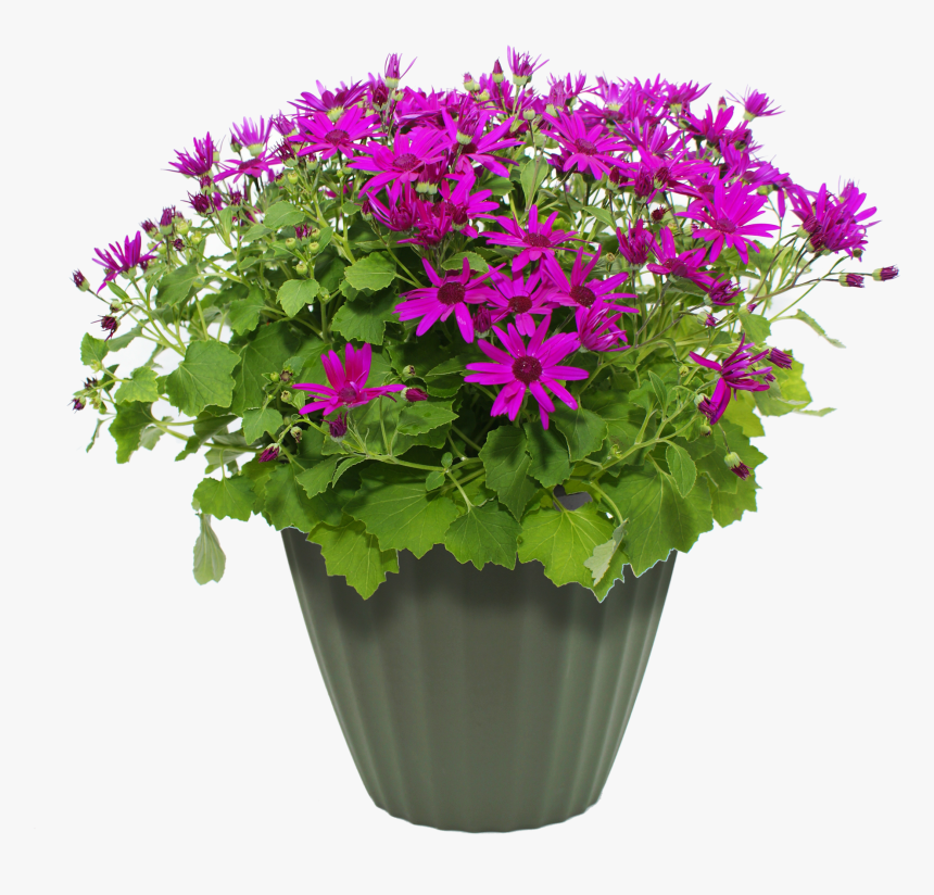 Flower Pots Png, Transparent Png , Transparent Png Image - PNGitem