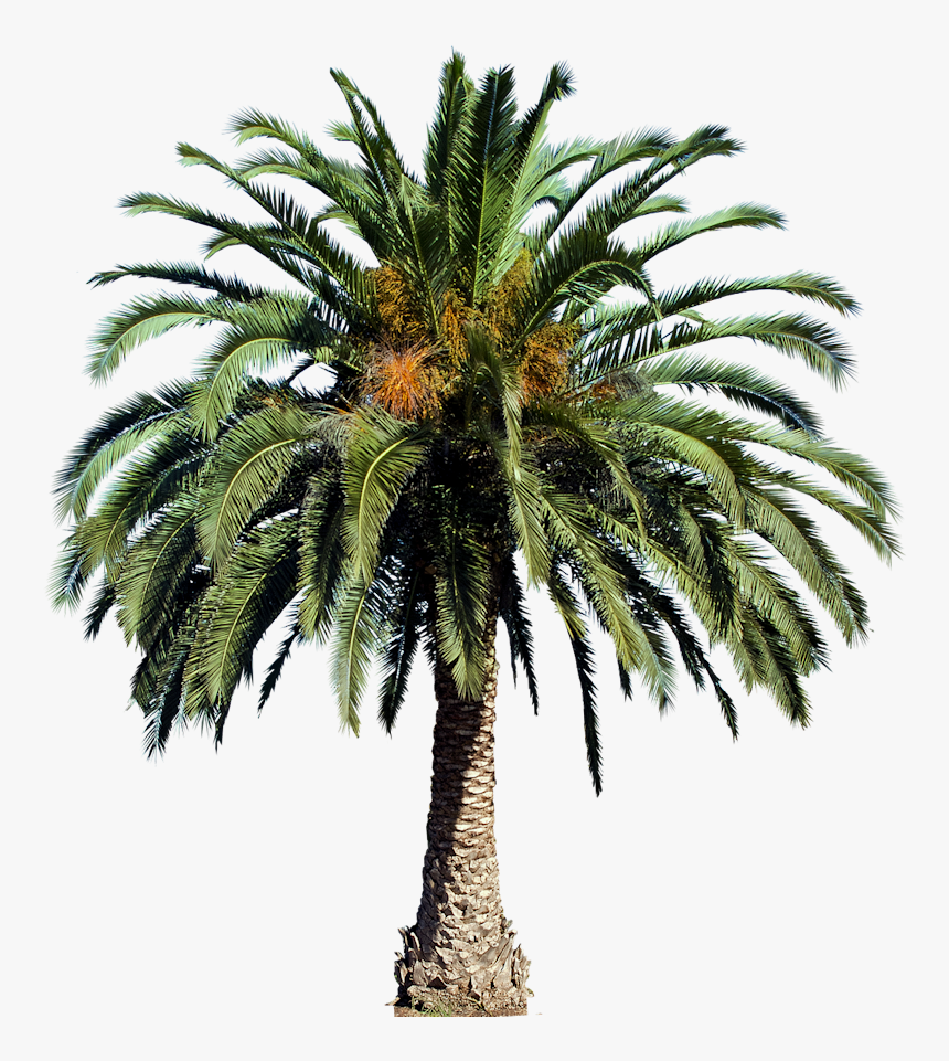 20 Free Tree Png Images - Date Palm Tree Png, Transparent Png ...