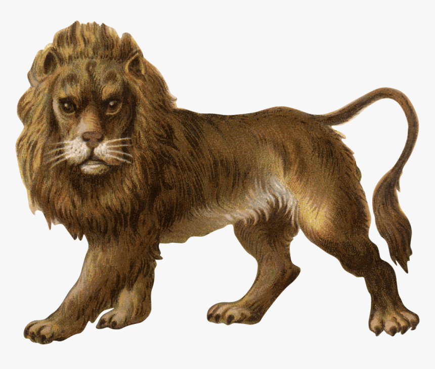 Png Lion, Transparent Png , Transparent Png Image - PNGitem
