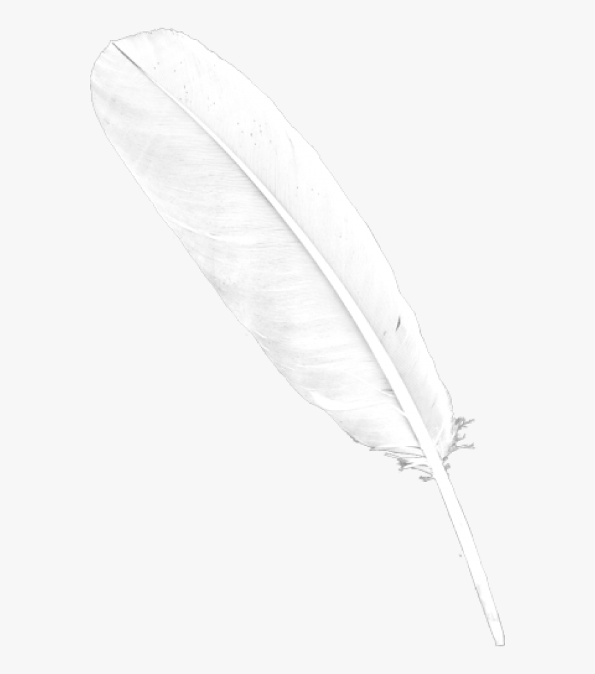 Feather Png Whie Download For Free - Real White Feather Png ...