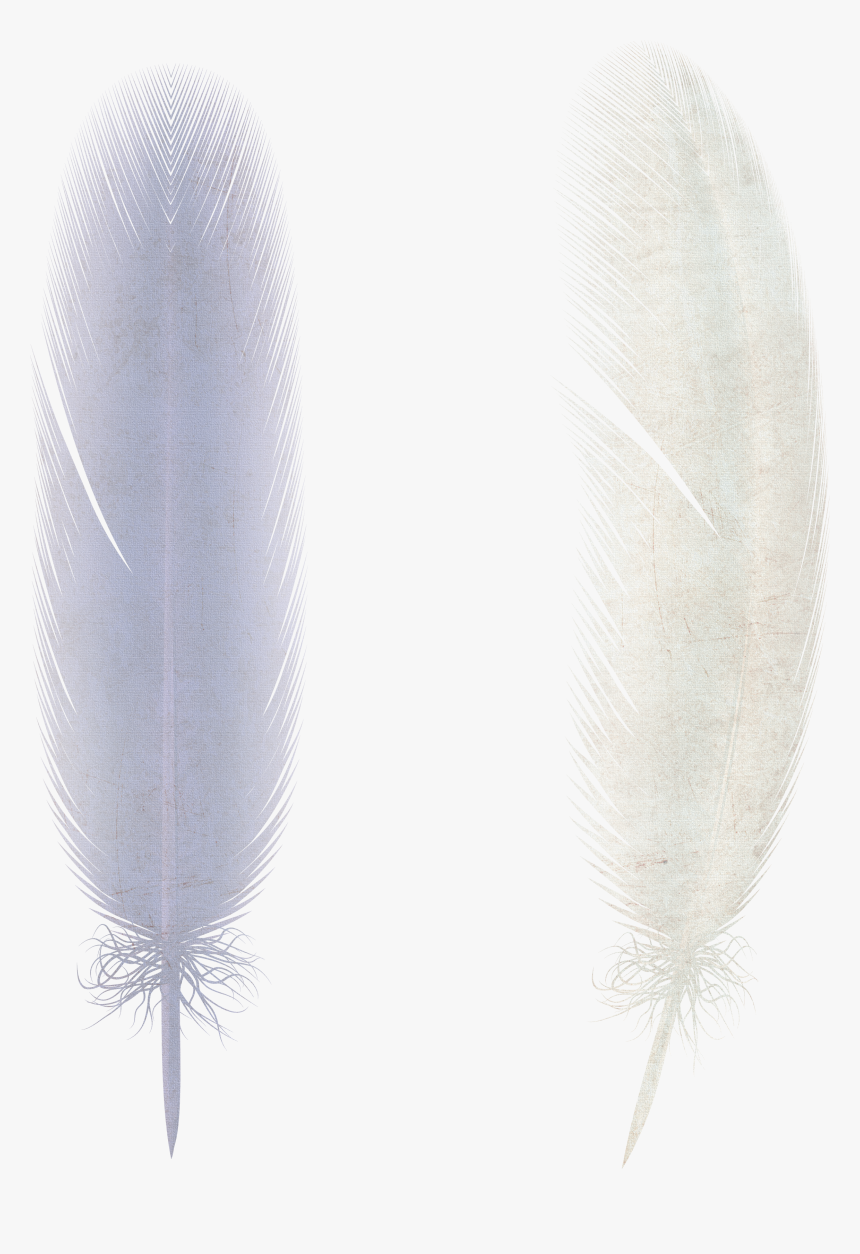 Free Download Of Feather Png Image Without Background - Feather Png ...