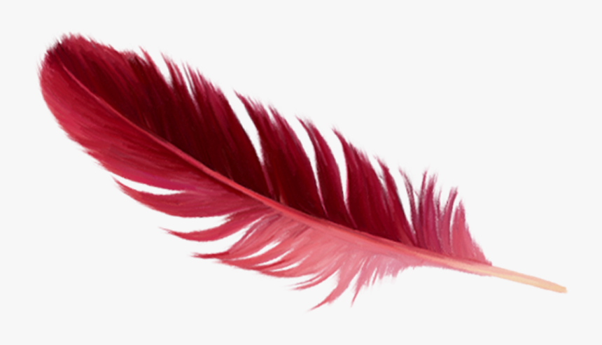 Red Feather Png - Real Red Feather Png, Transparent Png , Transparent ...