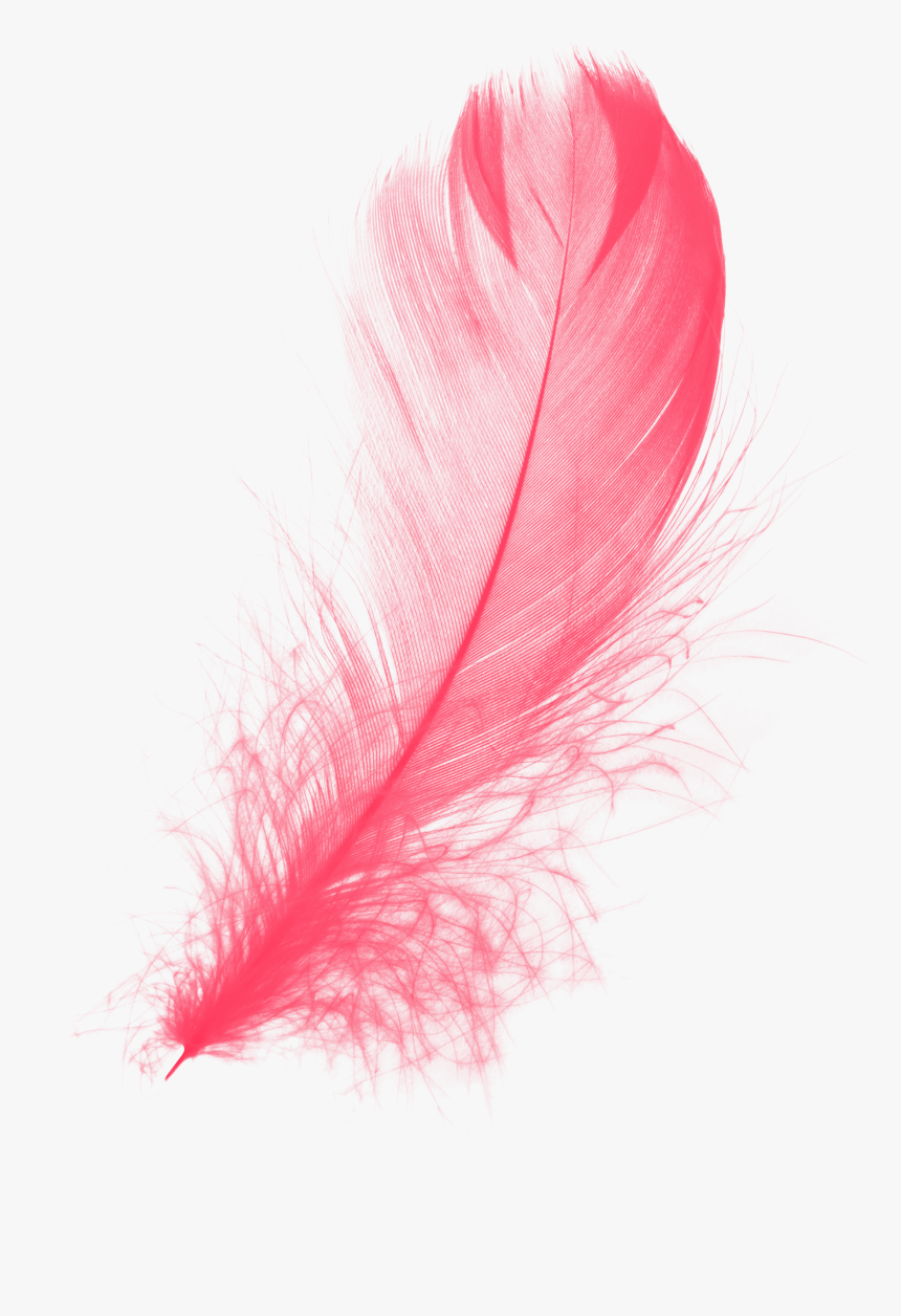 Red Feather Png, Transparent Png , Transparent Png Image - PNGitem