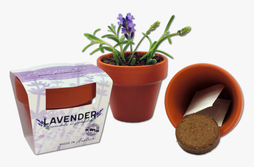 Tiny Flower Pots, HD Png Download , Transparent Png Image - PNGitem