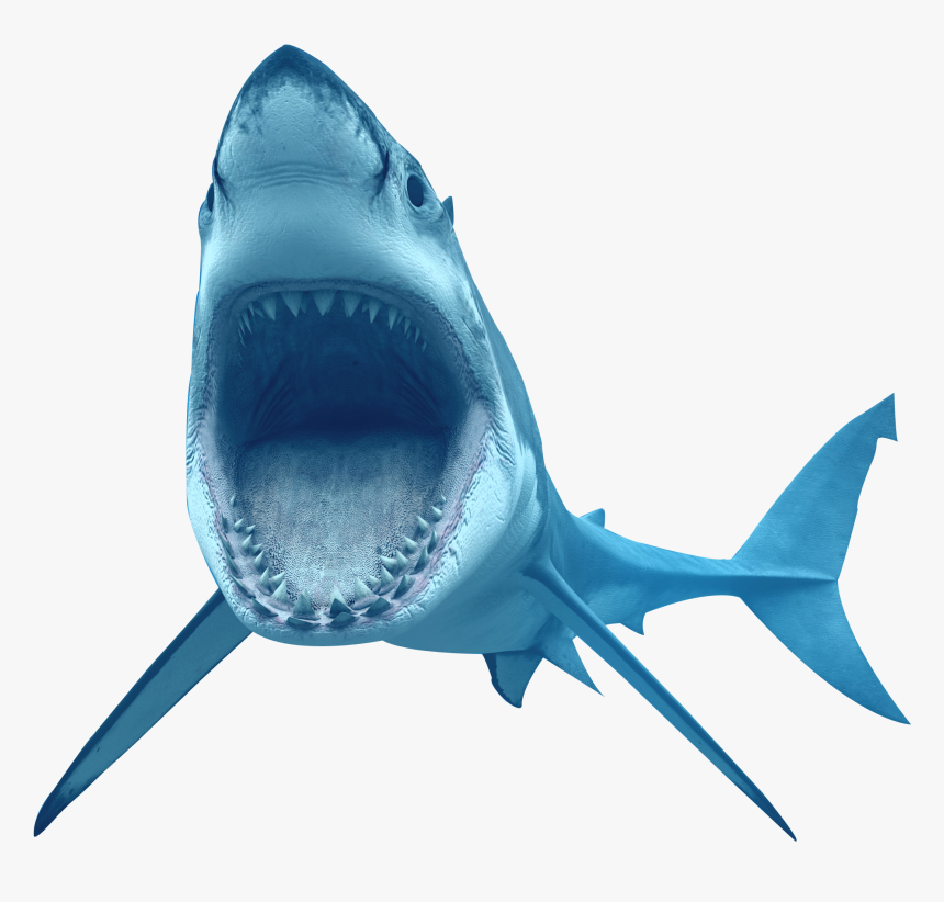 Animal Shark Transparent - Transparent Background Shark Png, Png ...