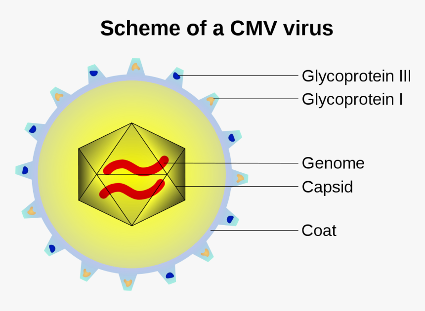 Cmv Virus, HD Png Download , Transparent Png Image - PNGitem