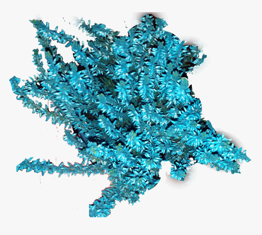 Transparent Blue Plant Png - Illustration, Png Download , Transparent ...