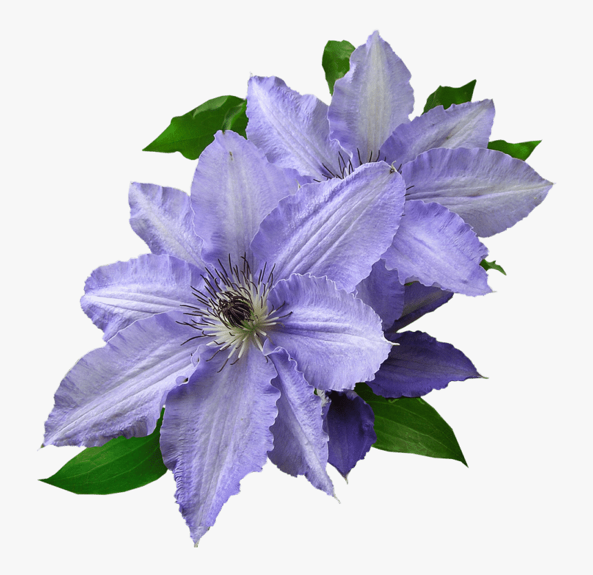 Clematis - All Flowers Images In Hd Download, HD Png Download ...