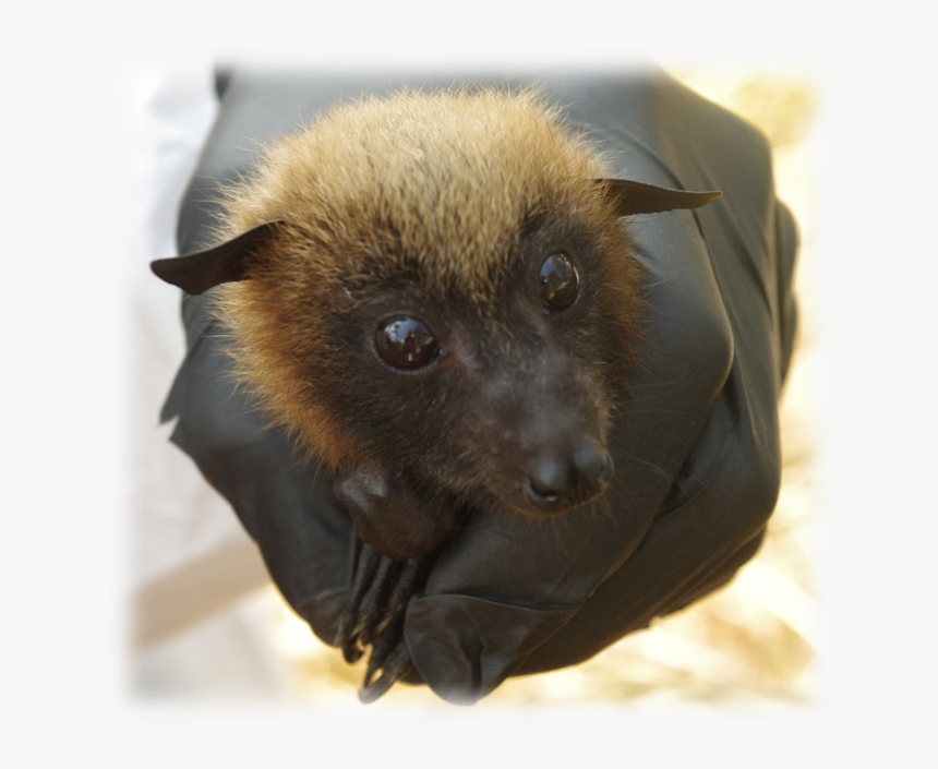 Pteropus Rufus1 - Madagascar Bat, HD Png Download , Transparent Png ...