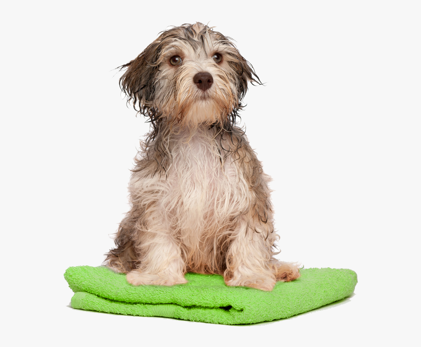 Dog Bath Png Pluspng, Transparent Png , Transparent Png Image - PNGitem