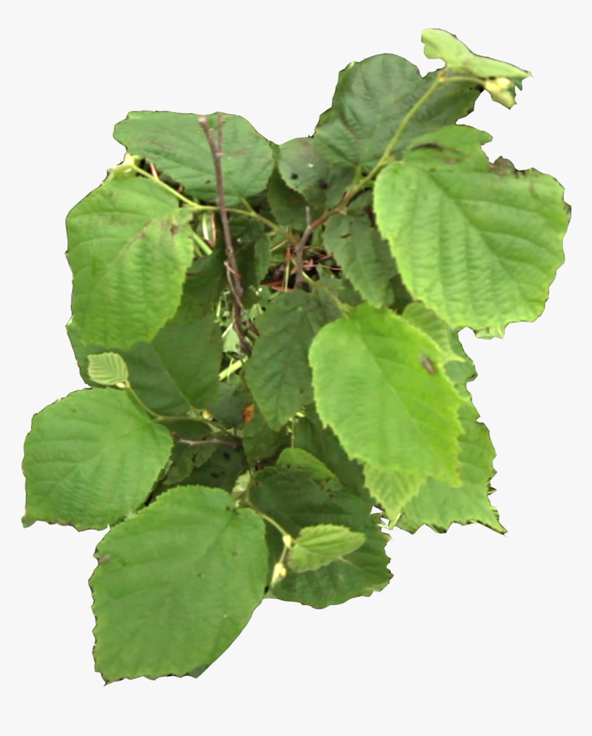 Canoe Birch, HD Png Download , Transparent Png Image - PNGitem