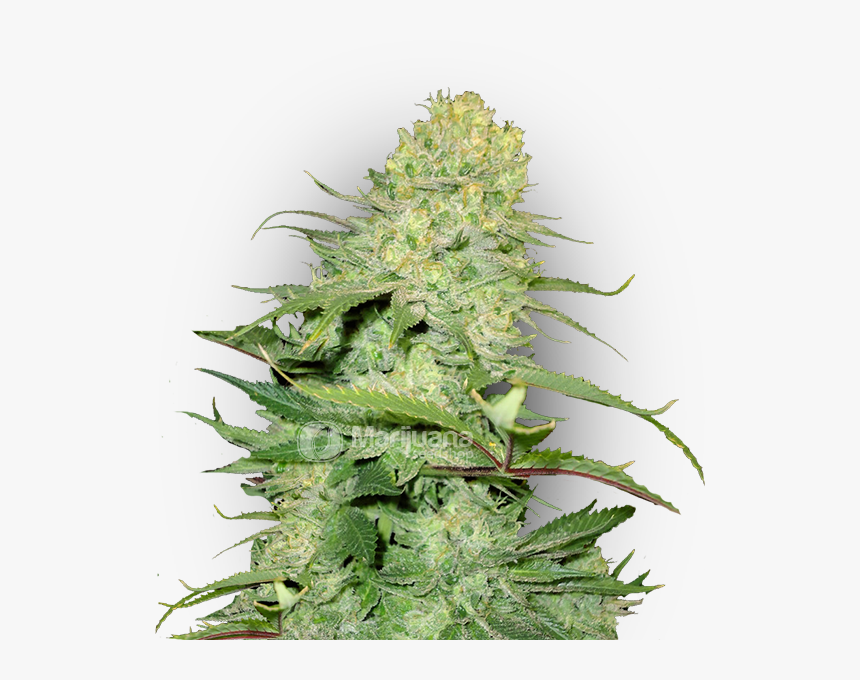 Cheese Feminized Marijuana Seeds - Cheese Auto Fem, HD Png Download ...