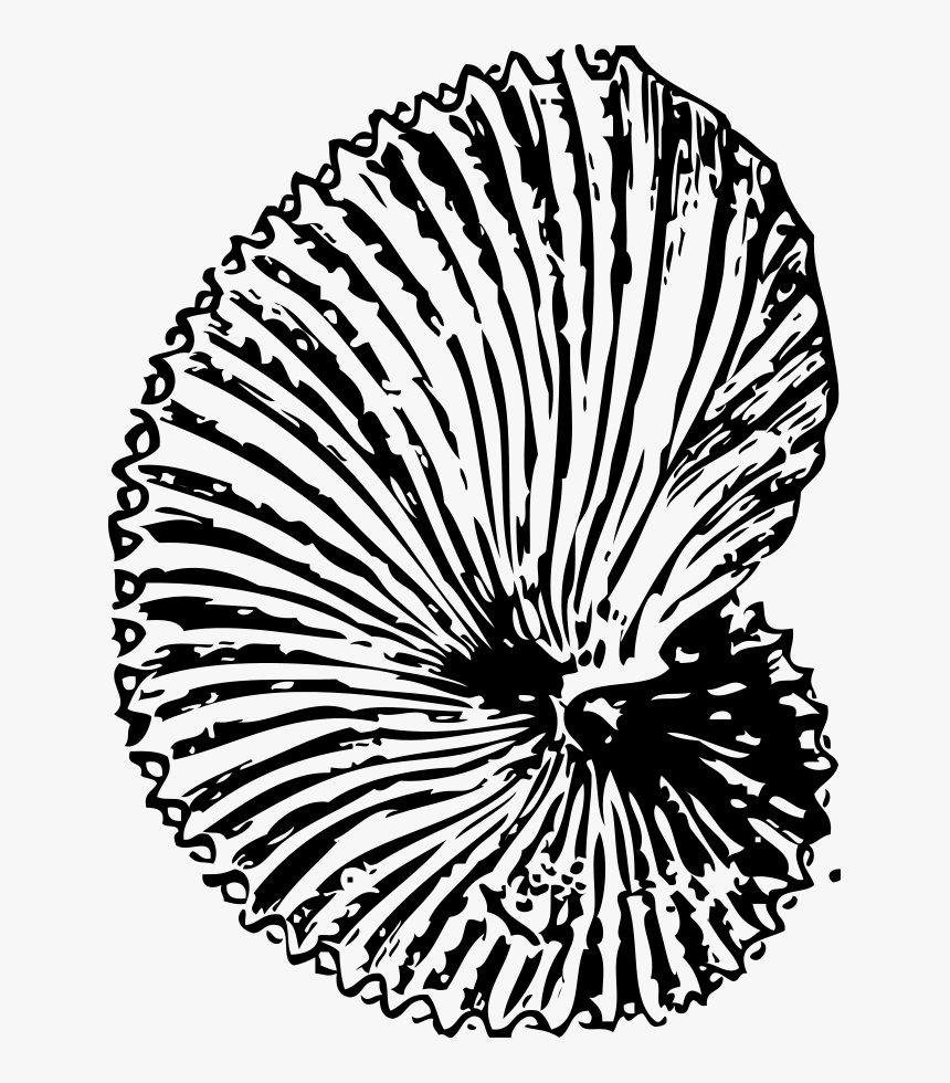 Argonaut Shell Svg Clip Arts - Fossil Clipart Transparent Background ...