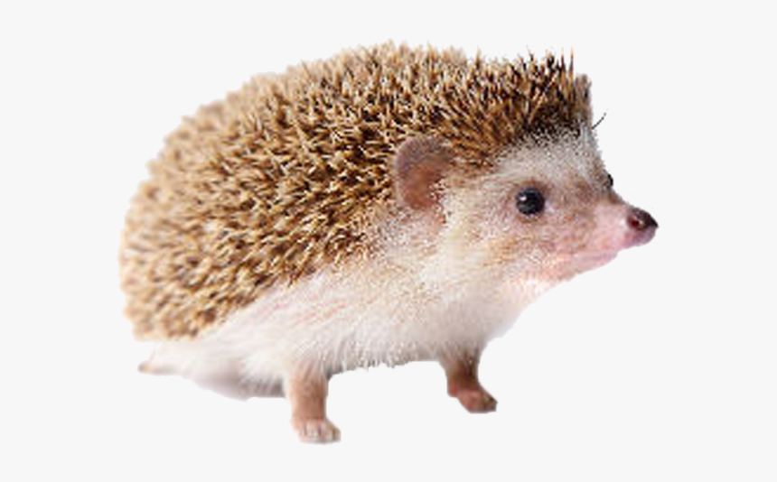 Hedgehog Free Png Image - Hedgehog Png, Transparent Png , Transparent ...